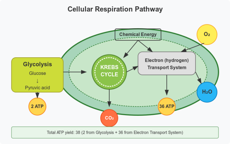 AP Biology Cellular Respiration: Key terms, Definition & Processes
